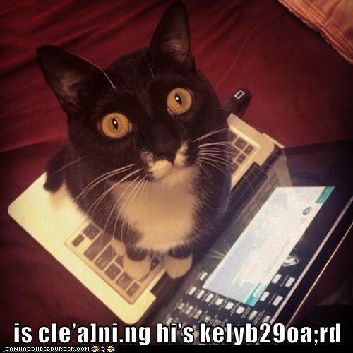 is cle’a]ni.ng hi’s ke]yb29oa;rd - Lolcats - lol | cat memes | funny ...