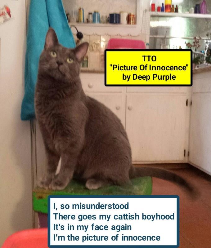 "Picture Of Innocence" by Deep Purple - Lolcats - lol | cat memes ...