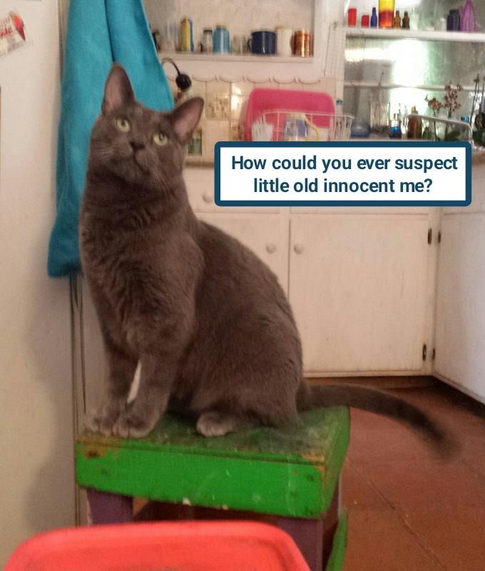 Picture of innocence - Lolcats - lol | cat memes | funny cats | funny ...