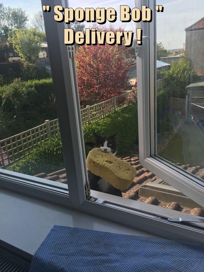 He has your pawckage. - I Can Has Cheezburger?