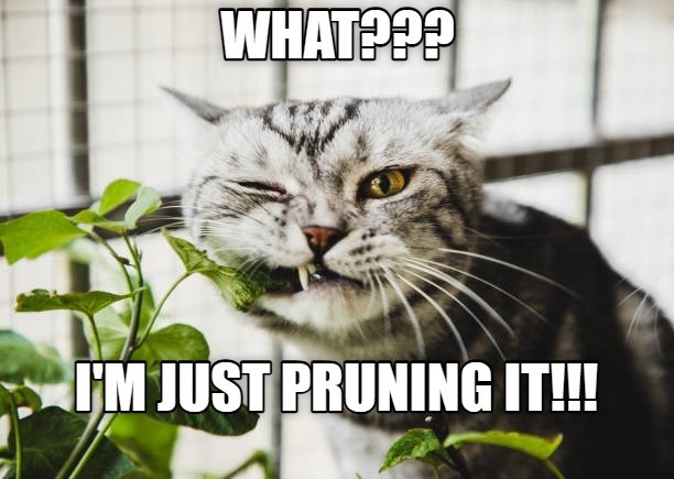 Uh huh - Lolcats - lol | cat memes | funny cats | funny cat pictures ...