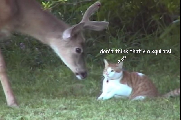 Oh, dear deer... - Lolcats - lol | cat memes | funny cats | funny cat ...