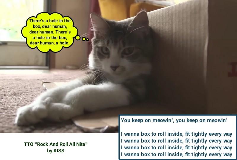 TTO "Rock And Roll All Nite" by KISS - Lolcats - lol | cat memes | funny cats | funny cat ...