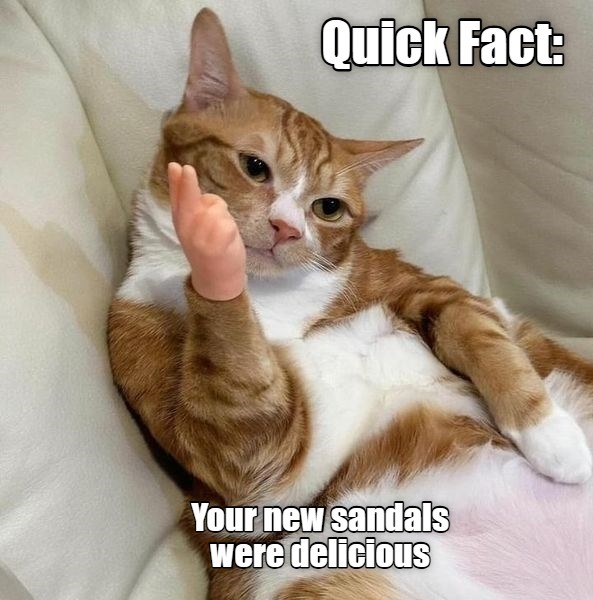 And They Cleaned My Teeth As Well - Lolcats - lol | cat memes | funny ...