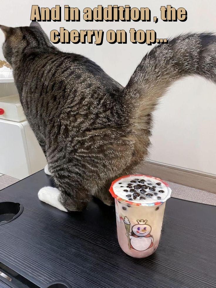 And in addition , the cherry on top... - Lolcats - lol | cat memes ...