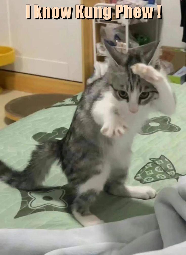 I know Kung Phew ! - Lolcats - lol | cat memes | funny cats | funny cat pictures with words on ...
