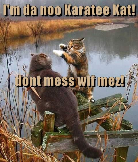 I'm da noo Karatee Kat! dont mess wif mez! - Lolcats - lol | cat memes ...