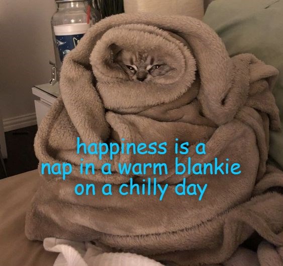 Winter happiness - Lolcats - lol | cat memes | funny cats | funny cat ...