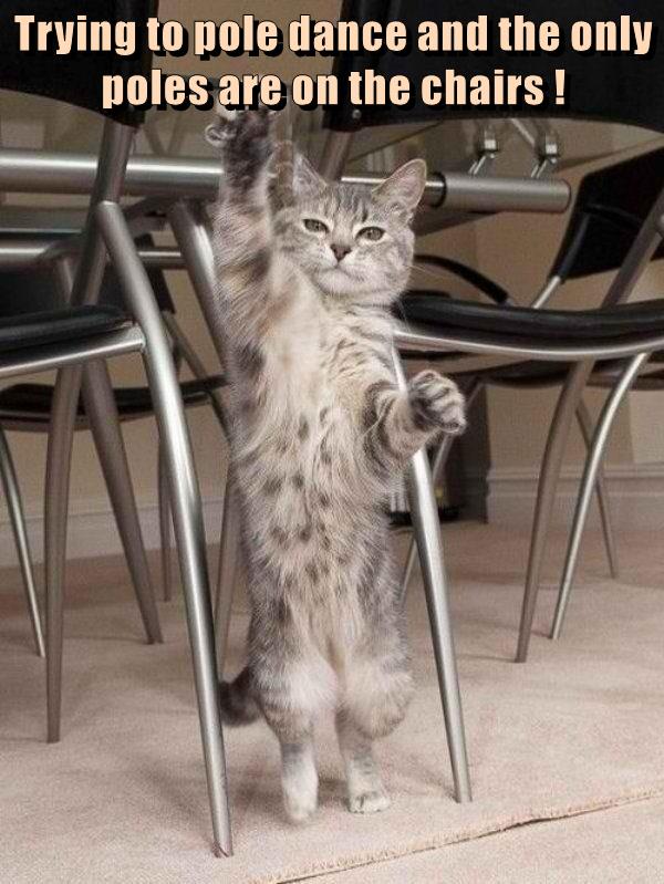 Need to pspsps other poles - Lolcats - lol | cat memes | funny cats ...