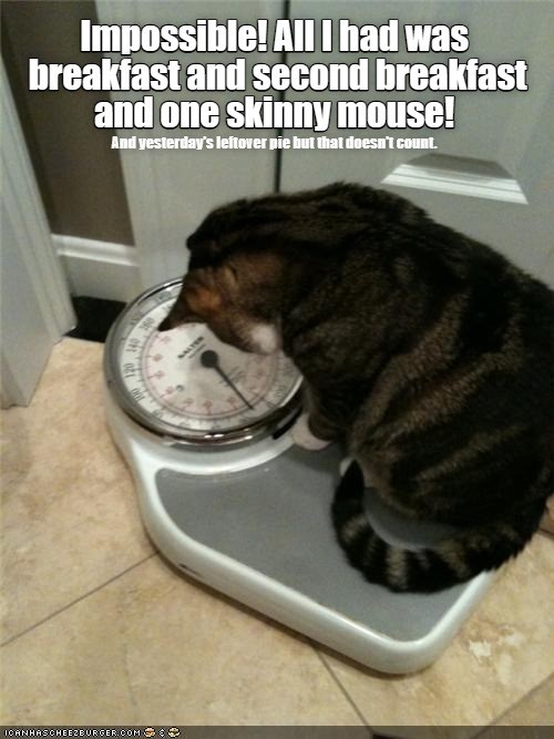 Impossible! - Lolcats - lol | cat memes | funny cats | funny cat ...