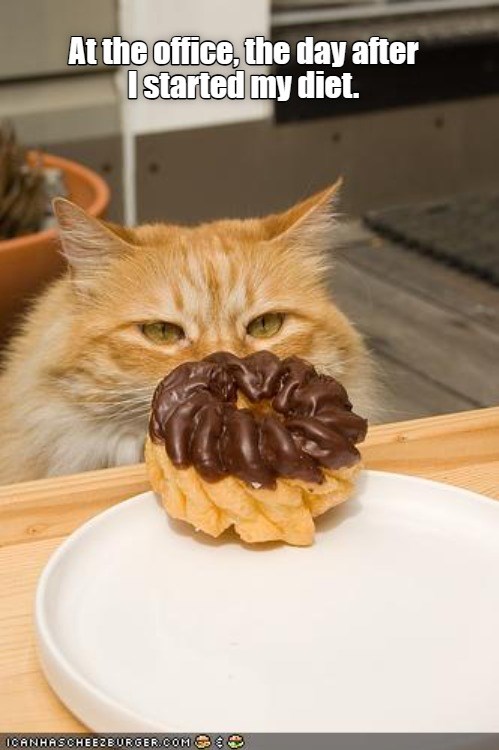 To nom or not to nom? - Lolcats - lol | cat memes | funny cats | funny ...