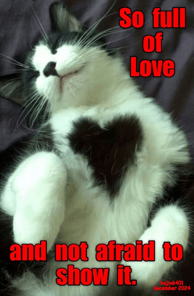 FULL OF LOVE - Lolcats - lol | cat memes | funny cats | funny cat ...