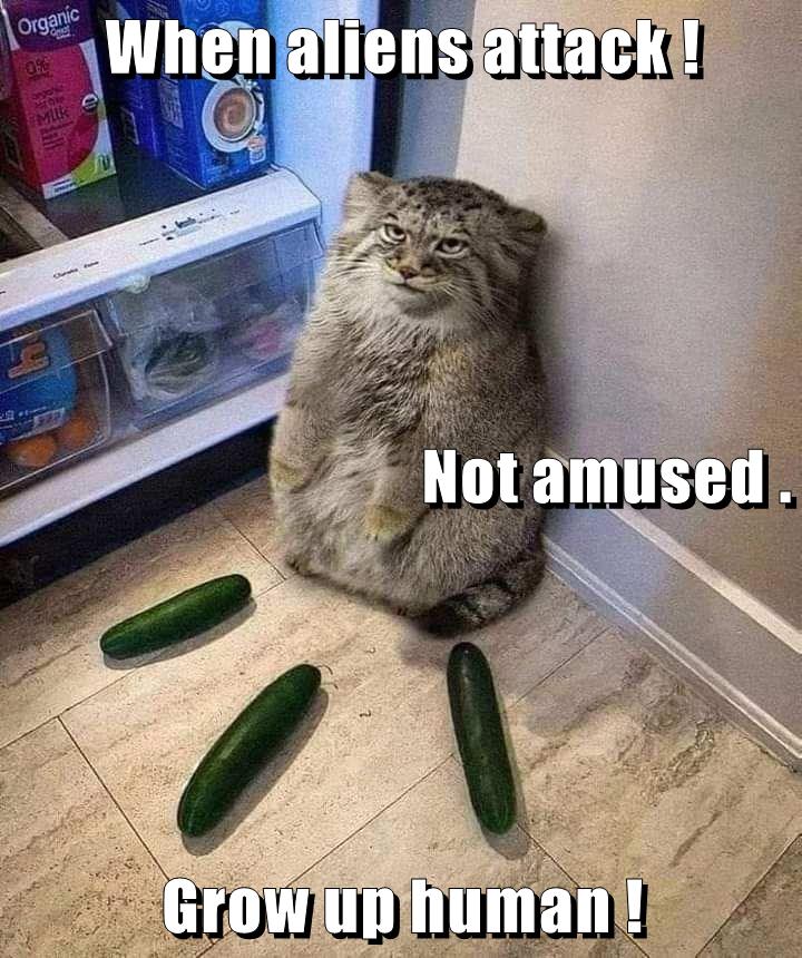 Grow up human! - Lolcats - lol | cat memes | funny cats | funny cat ...