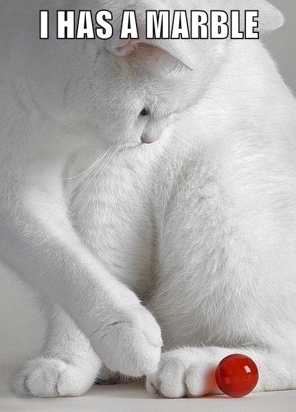 I HAS A MARBLE - Lolcats - lol | cat memes | funny cats | funny cat ...