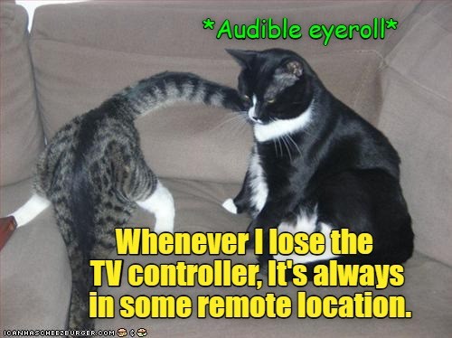 The comedy is supposed to be on TV. - Lolcats - lol | cat memes | funny ...