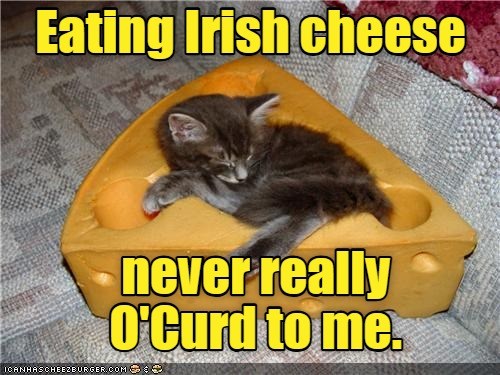 Oh, really? No O'Riley. He was an Irishman. - Lolcats - lol | cat memes ...