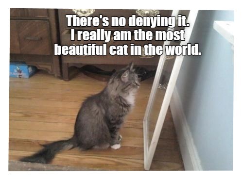 But still so modest! - I Can Has Cheezburger?