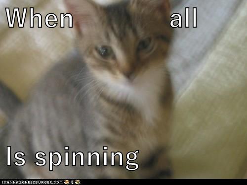 spinning - Lolcats - lol | cat memes | funny cats | funny cat pictures ...