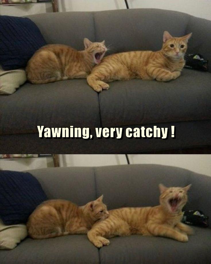 Yawning Very Catchy Lolcats Lol Cat Memes Funny Cats Funny