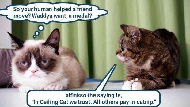 Fitting payment - Lolcats - lol | cat memes | funny cats | funny cat ...