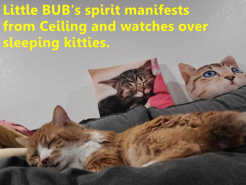 Little BUB's spirit manifests from Ceiling - Lolcats - lol | cat memes | funny cats | funny cat ...