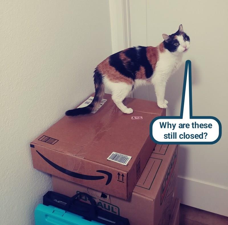 Why, indeed - Lolcats - lol | cat memes | funny cats | funny cat ...