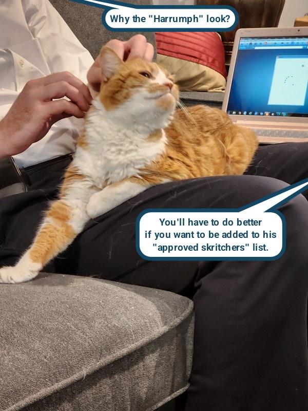 Why the "Harrumph" look? - Lolcats - lol | cat memes | funny cats ...