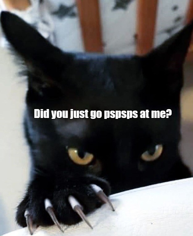 The audacity! - Lolcats - lol | cat memes | funny cats | funny cat ...