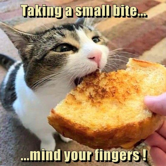 Taking a small bite... - Lolcats - lol | cat memes | funny cats | funny ...