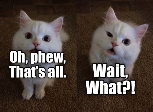 Not a problem - Lolcats - lol | cat memes | funny cats | funny cat pictures with words on them ...