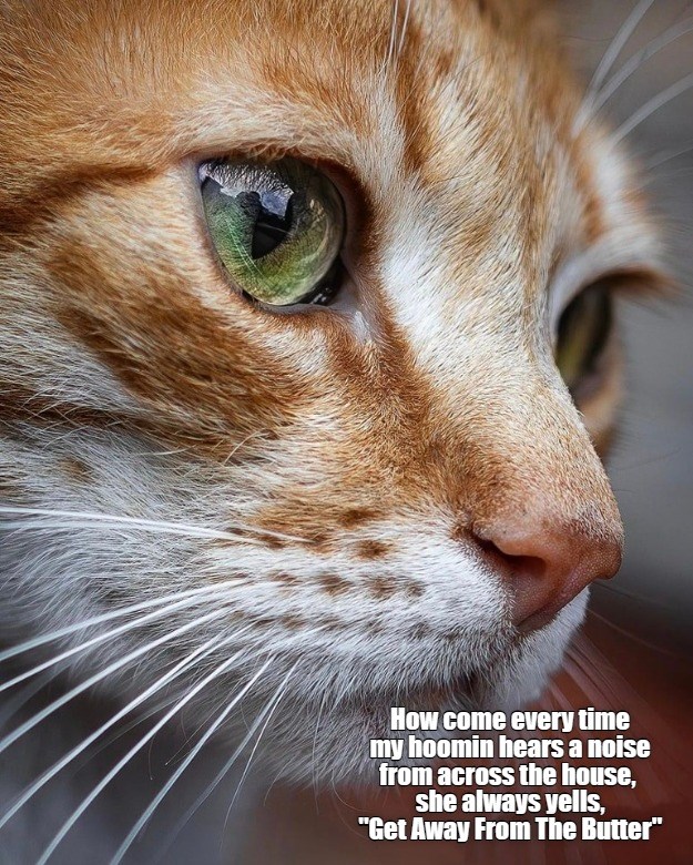 I'm Starting To Get A Complex - Lolcats - lol | cat memes | funny cats ...