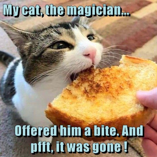 My cat, the magician... - Lolcats - lol | cat memes | funny cats ...