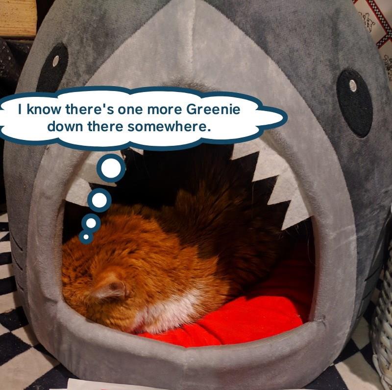 Cushion diving - Lolcats - lol | cat memes | funny cats | funny cat ...