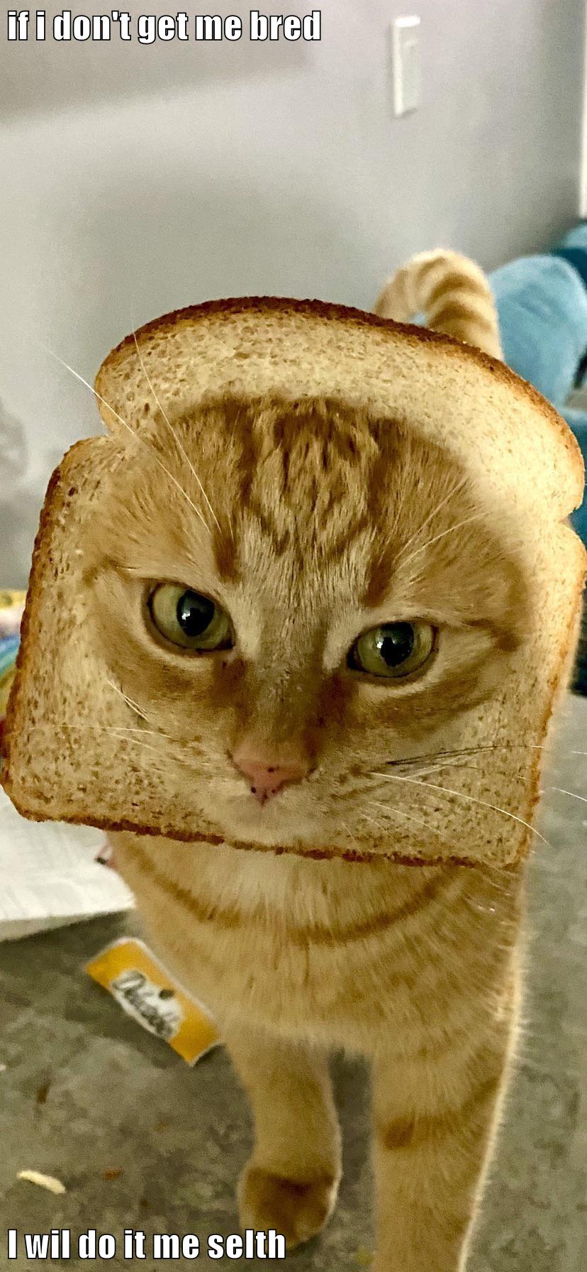 I wil do it me selth - Lolcats - lol | cat memes | funny cats | funny ...
