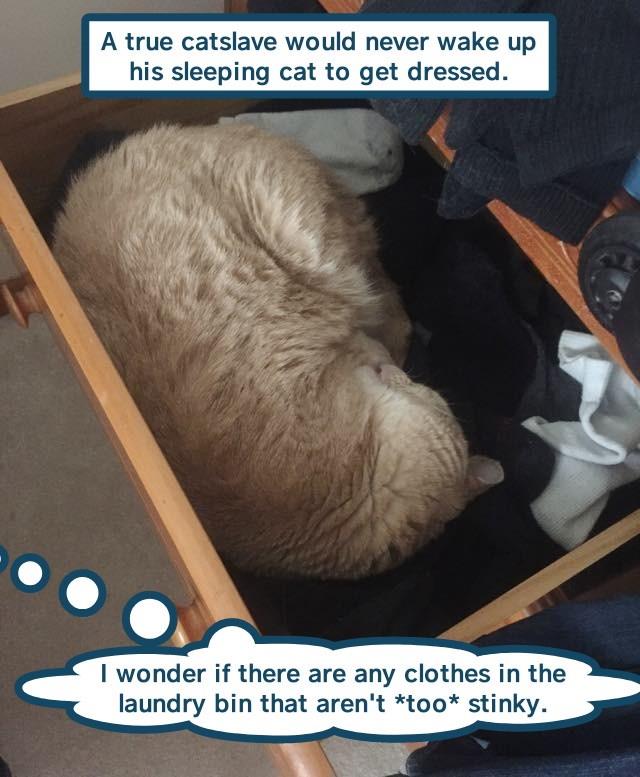 Classic Cat Pawrent - Lolcats - lol | cat memes | funny cats | funny ...