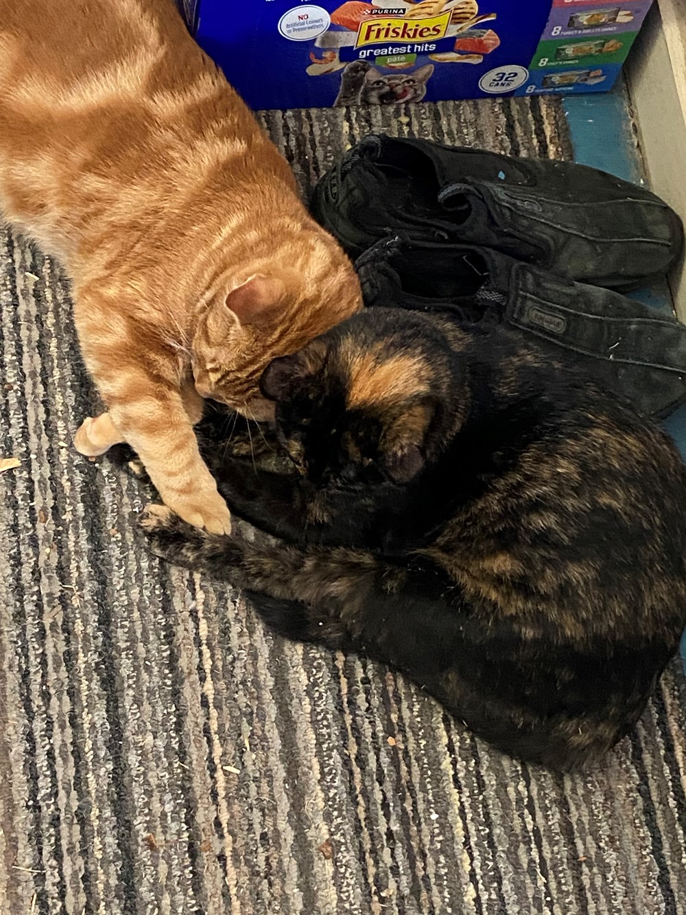 Brain cell transfer 5% complete - Lolcats - lol | cat memes | funny ...