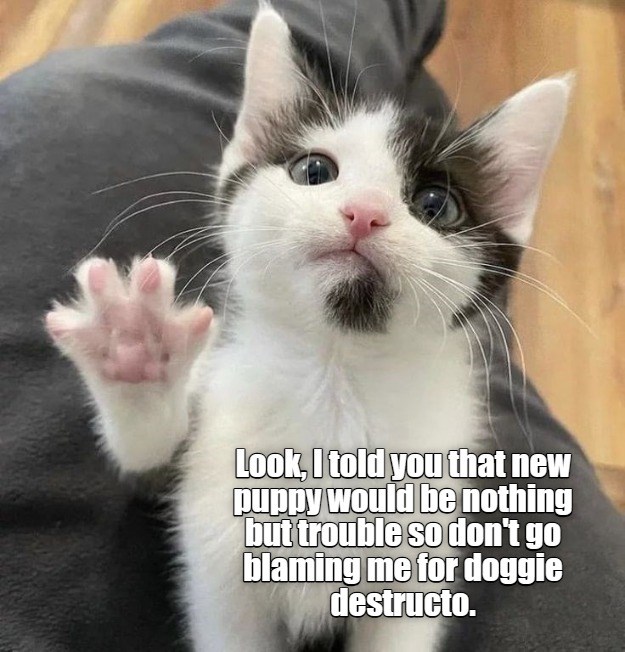 Not my fault - Lolcats - lol | cat memes | funny cats | funny cat ...