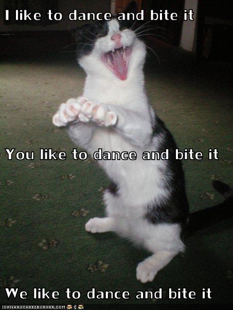 I like to dance and bite it - Lolcats - lol | cat memes | funny cats ...