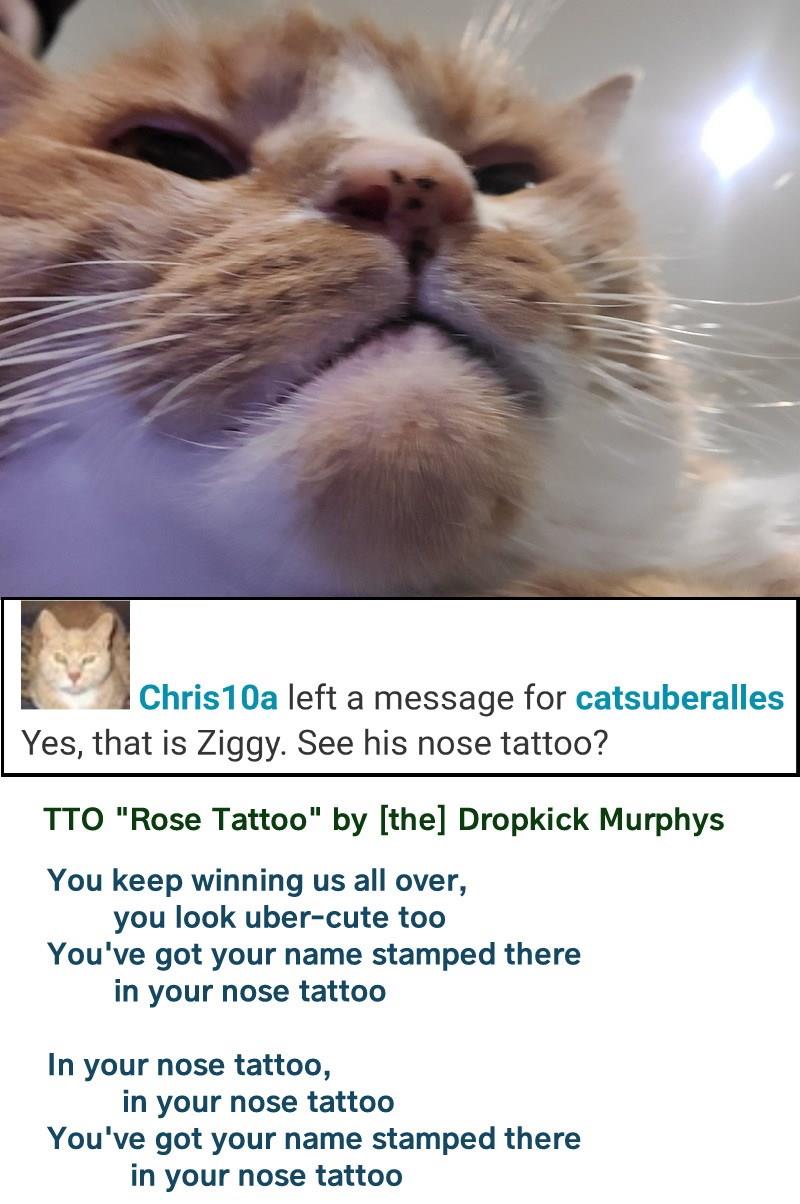 TTO "Rose Tattoo" by [the] Dropkick Murphys - Lolcats - lol | cat memes ...