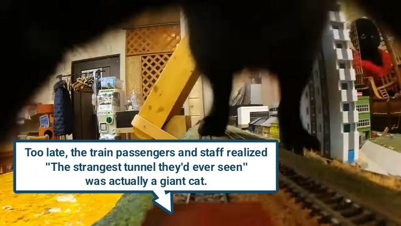 Purrfectly understandable mistake - Lolcats - lol | cat memes | funny ...