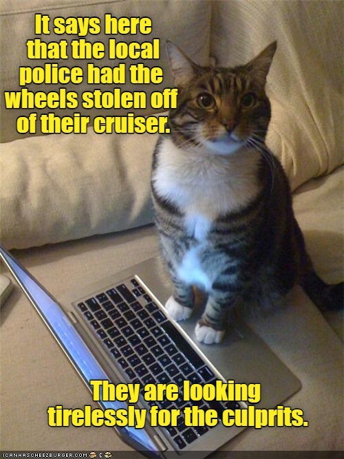 Some stories write themselves. - Lolcats - lol | cat memes | funny cats ...