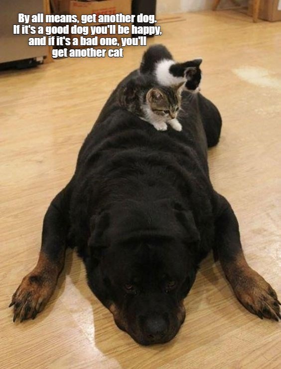 It's A Win-Win Situation - Lolcats - lol | cat memes | funny cats ...