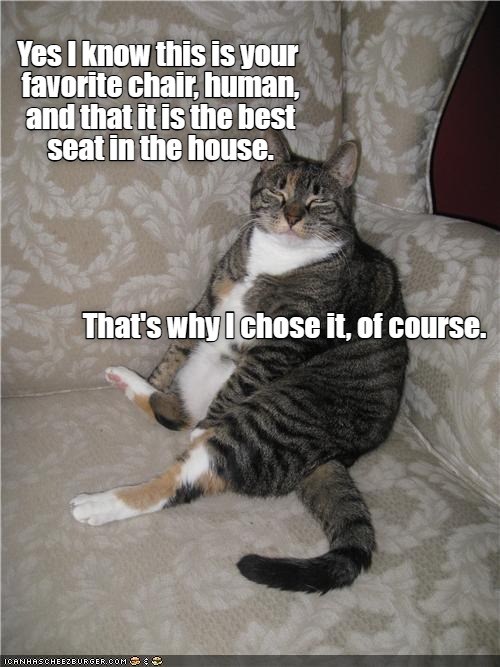 Indeed, very comfy - Lolcats - lol | cat memes | funny cats | funny cat pictures with words on ...