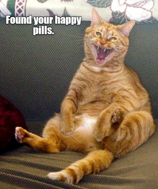 Weeeeeeeeee - Lolcats - lol | cat memes | funny cats | funny cat ...