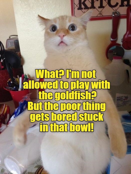 No fun - Lolcats - lol | cat memes | funny cats | funny cat pictures ...