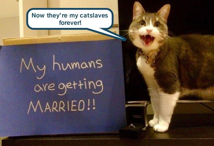 Formalizing and certifying - Lolcats - lol | cat memes | funny cats ...