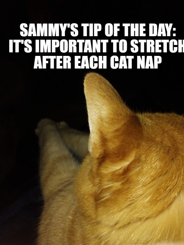 Big stretch! - Lolcats - lol | cat memes | funny cats | funny cat ...