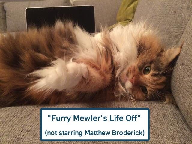 Not starring Matthew Broderick - Lolcats - lol | cat memes | funny cats ...