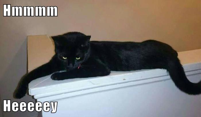 Heeeeey - Lolcats - lol | cat memes | funny cats | funny cat pictures ...