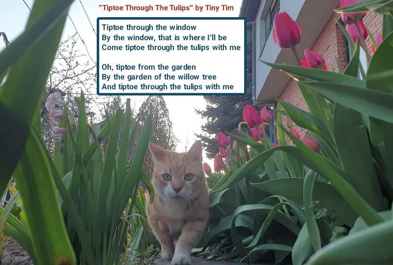 "Tiptoe Through The Tulips" by Tiny Tim - Lolcats - lol | cat memes ...